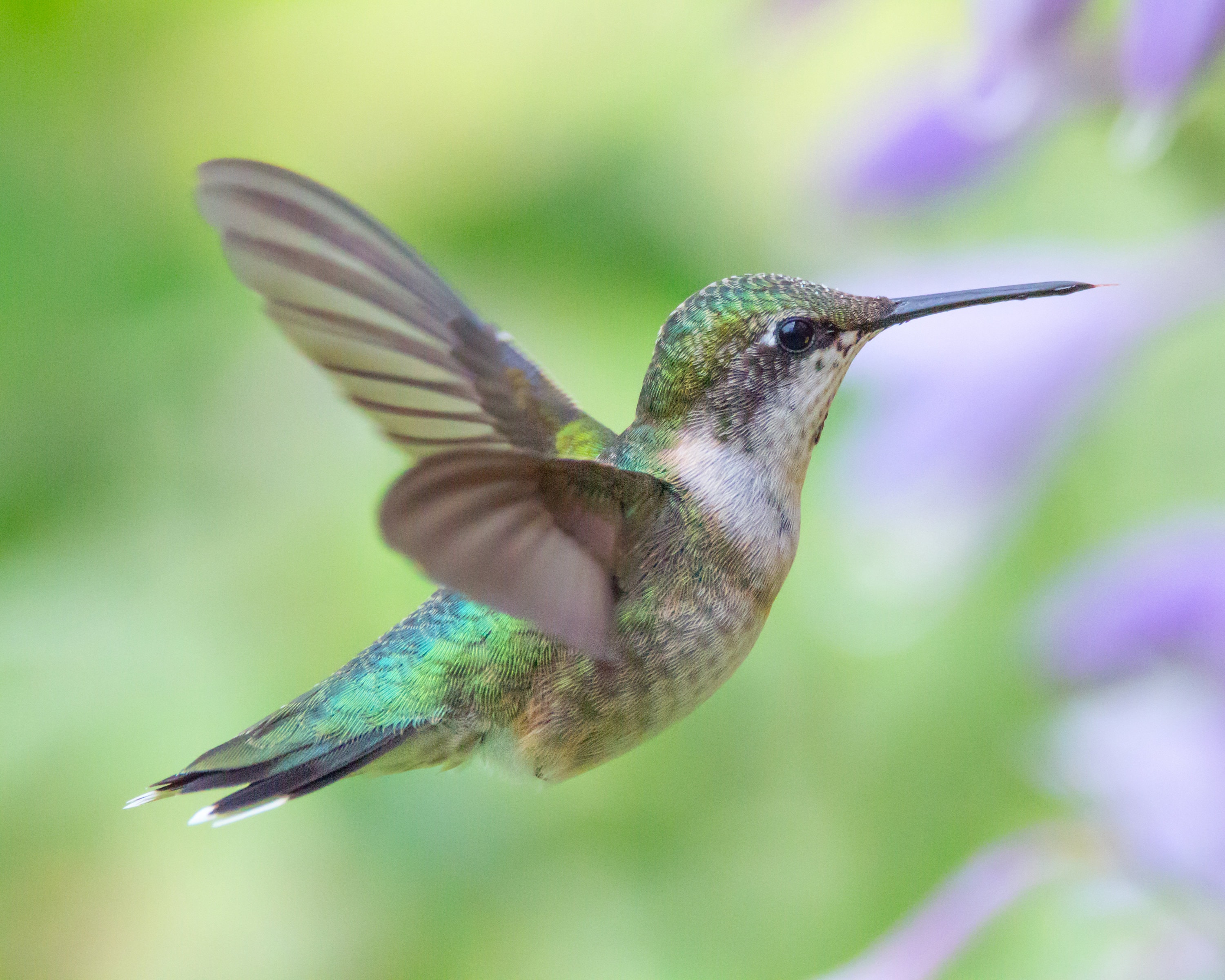Hummingbird Juvenile Male Ruby-throated Bird Photography Fine Art Print ...