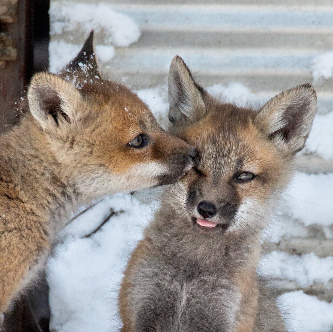Oh, Brother Cute Wildlife Red Fox Kit Photography Color Print, Canvas ...