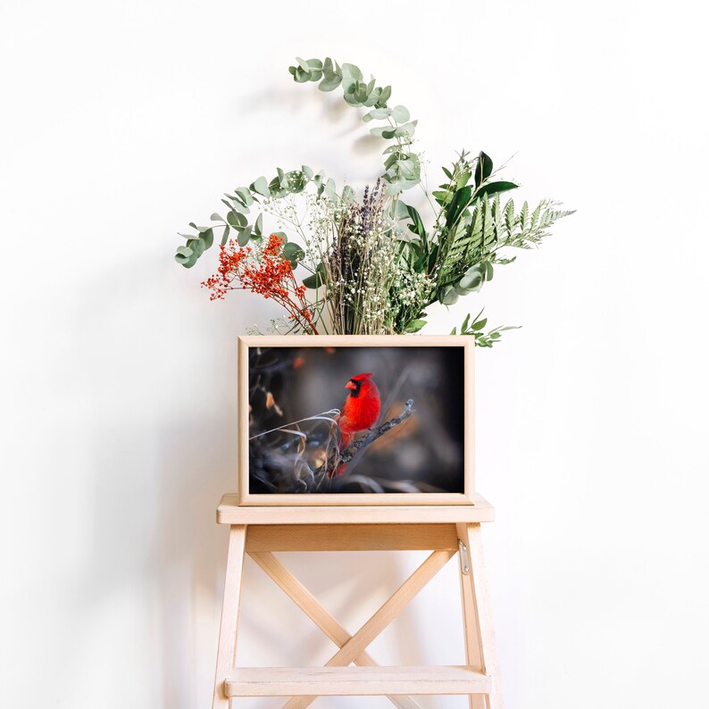 Flash of Red Male Cardinal Bird Photography Fine Art Print - Etsy