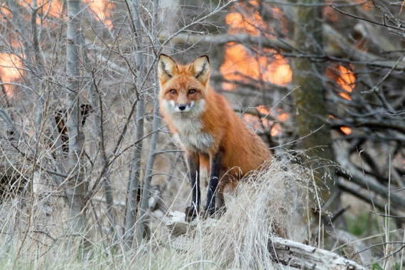 Fire Fox Wild Red Fox Photography Fine Art Print Canvas or - Etsy