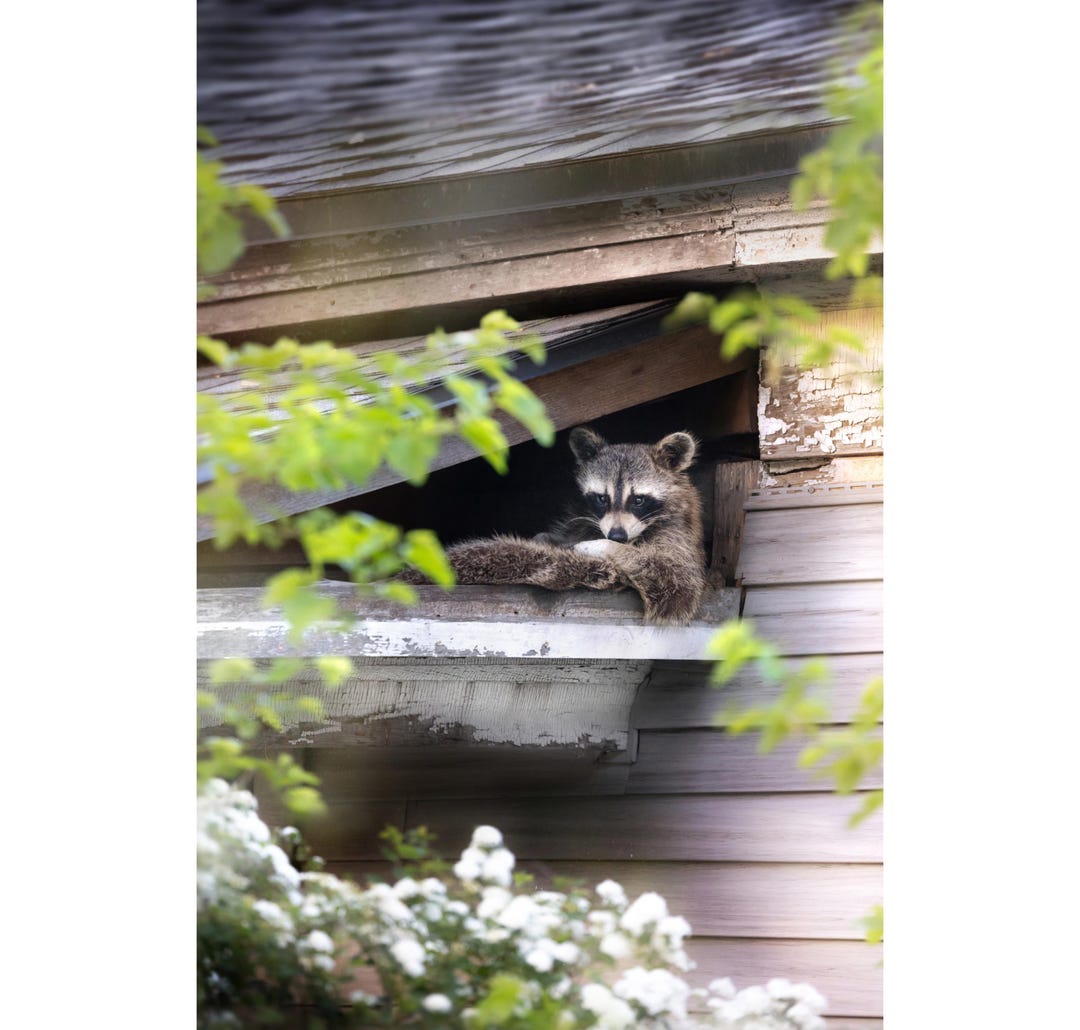 Just Chillin' Wild Raccoon Farmhouse Photography Color Print, Canvas ...
