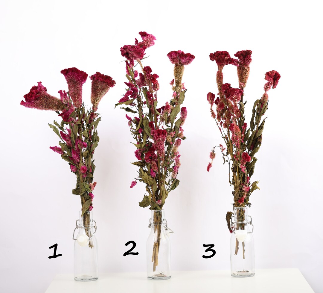 Bunch of Dried Burgundy Celosia, Dried Burgundy Cockscomb, Dried ...