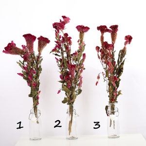 Bunch of Dried Burgundy Celosia, Dried Burgundy Cockscomb, Dried ...