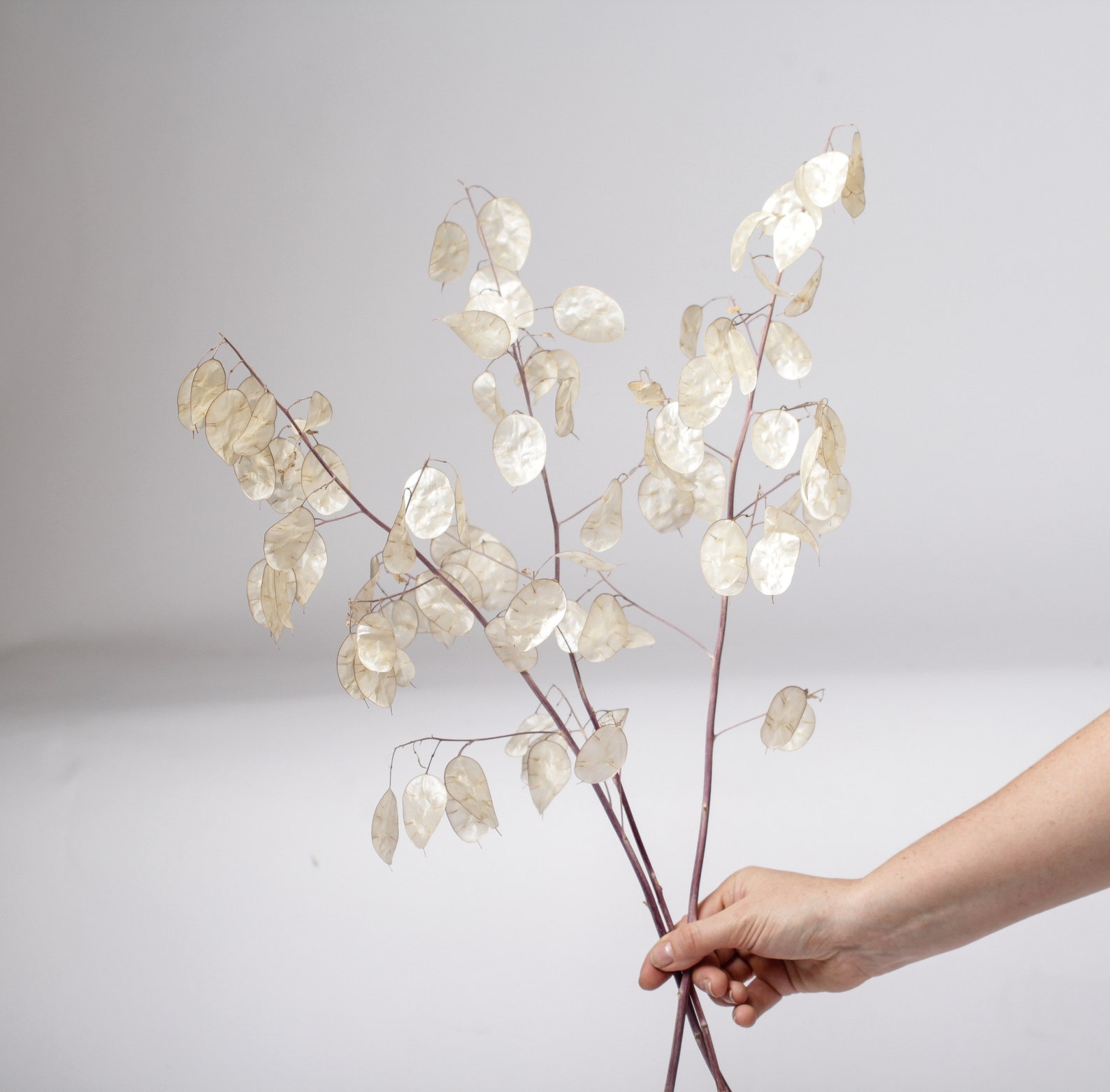 Branches Lunaria Dried Flowers for Resin Money Plant Lunaria Biennis ...