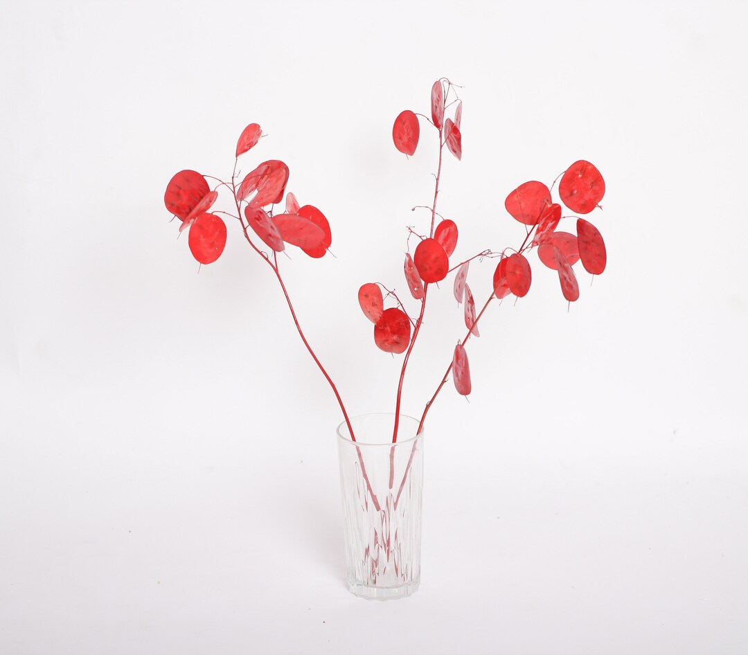 Red Branches Lunaria Dried Flowers for Resin Money Plant Lunaria ...