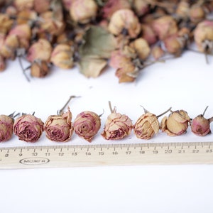 Rosebud Natural, Dried Aged Roses, Dried Tiny Rose, Rose Color of ...