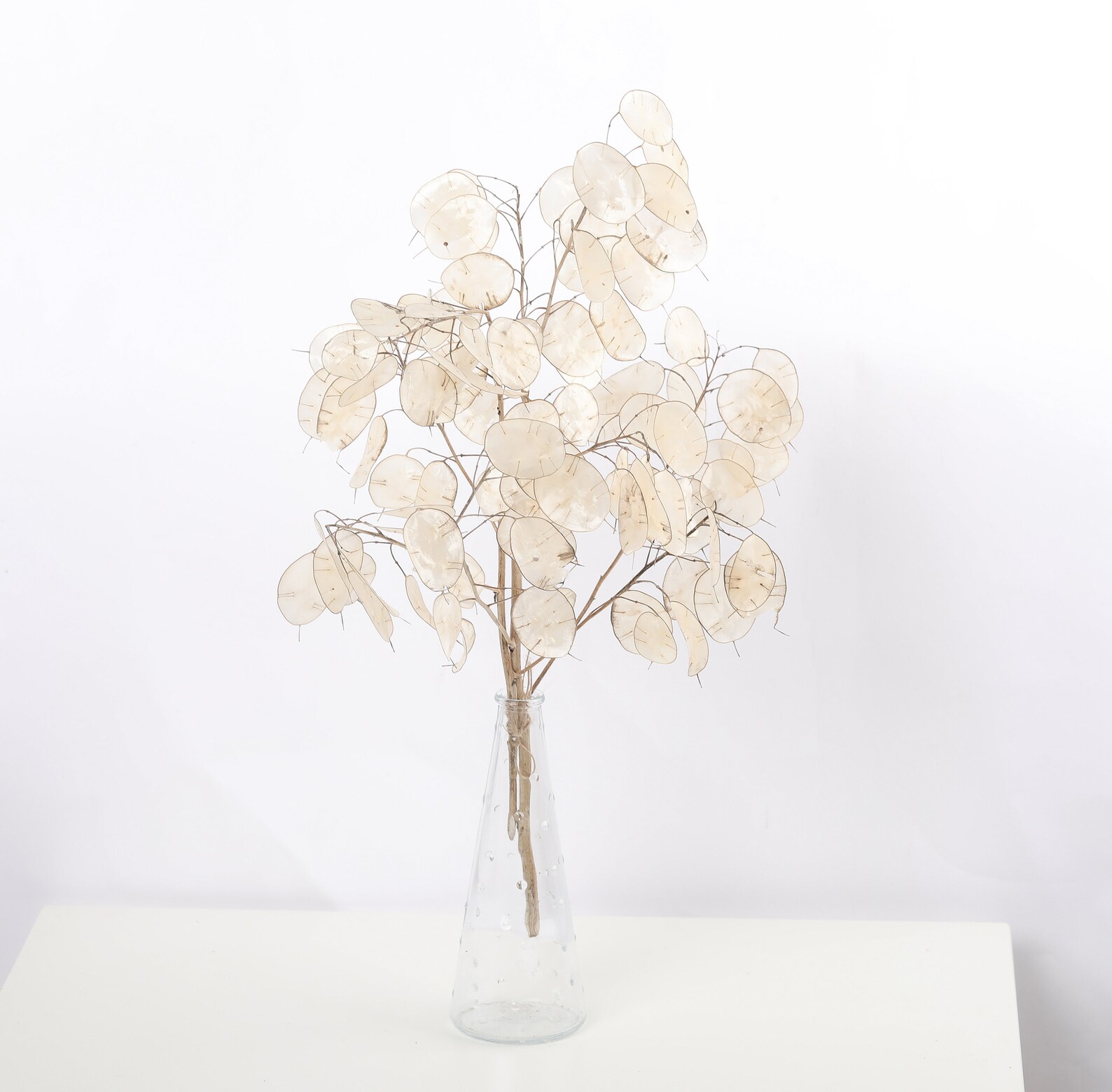 2 Branches Lunaria Dried Flowers Money Plant Lunaria Biennis Silver ...