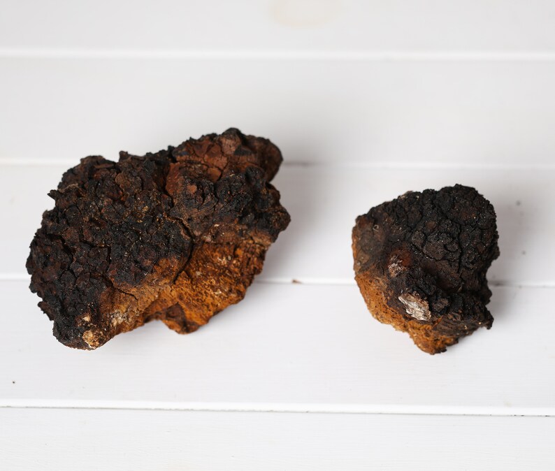 Set of 2 Wild Chaga Mushrooms Fresh Chaga Harvest 2023 1 - Etsy