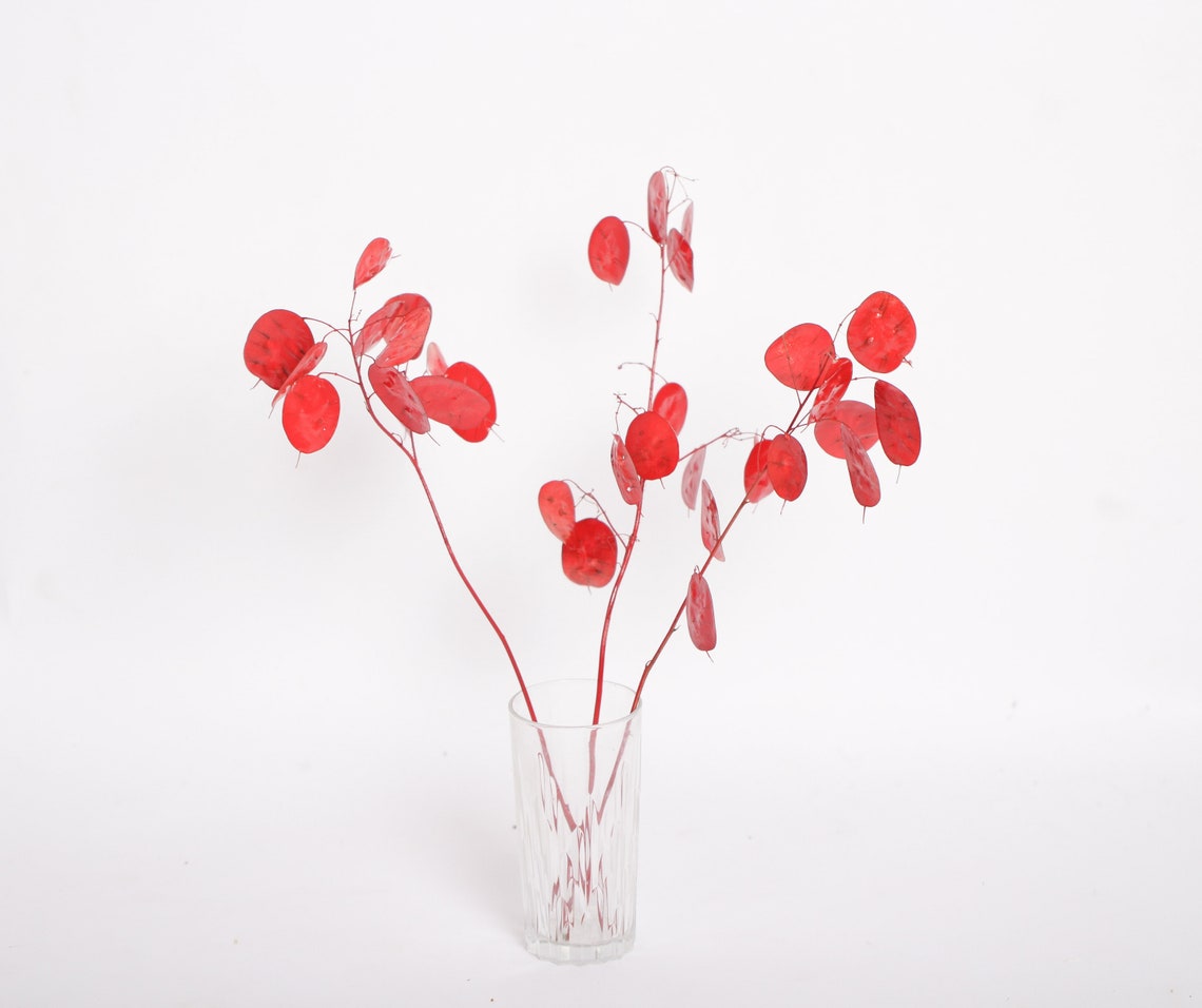 Red Branches Lunaria Dried Flowers for Resin Money Plant Lunaria ...