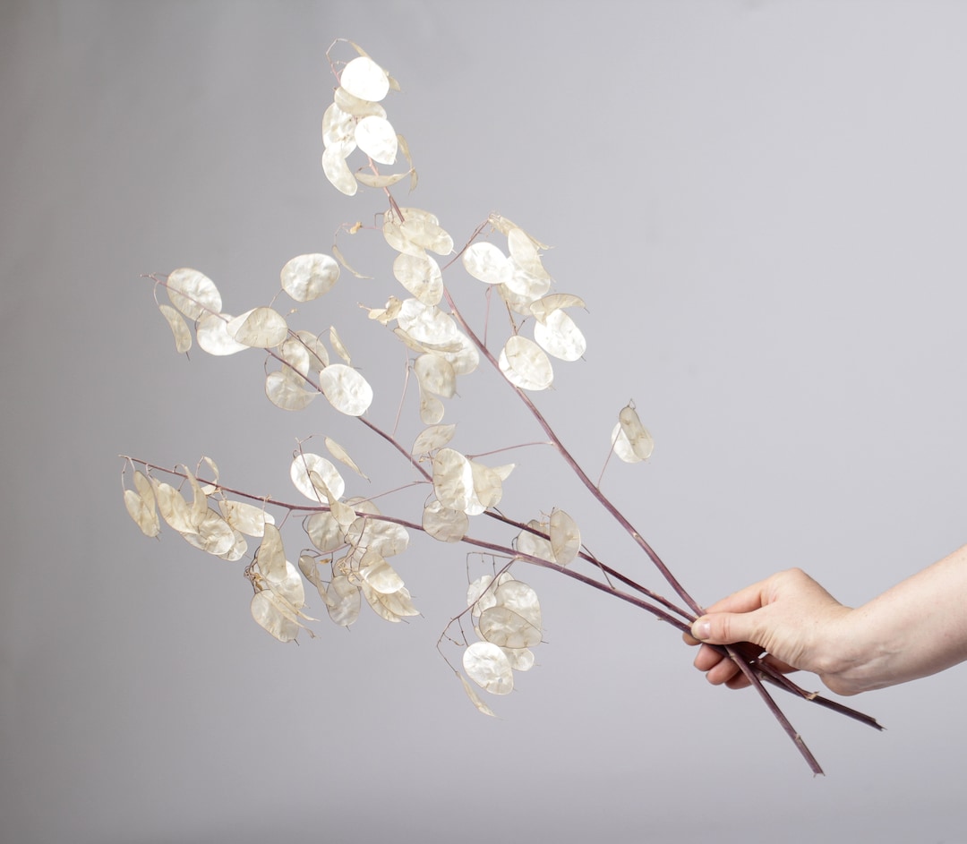 Branches Lunaria Dried Flowers for Resin Money Plant Lunaria Biennis ...