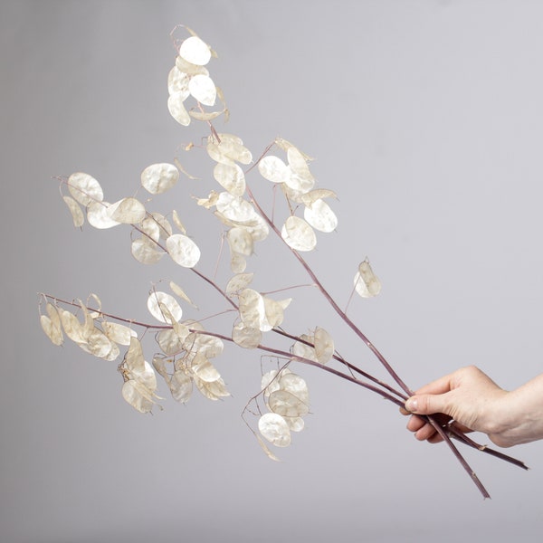 Dried Lunaria - Etsy
