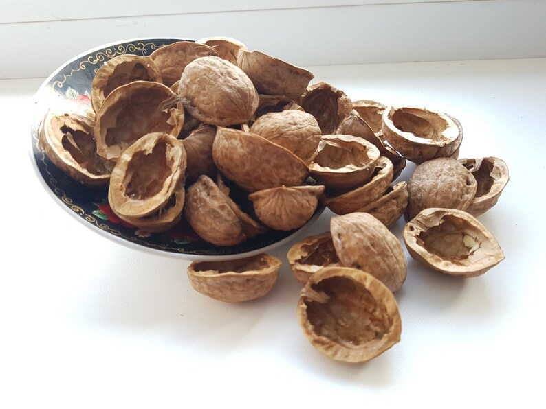 Organic Natural Walnut Shell Halves Round Natural Light Walnut | Etsy