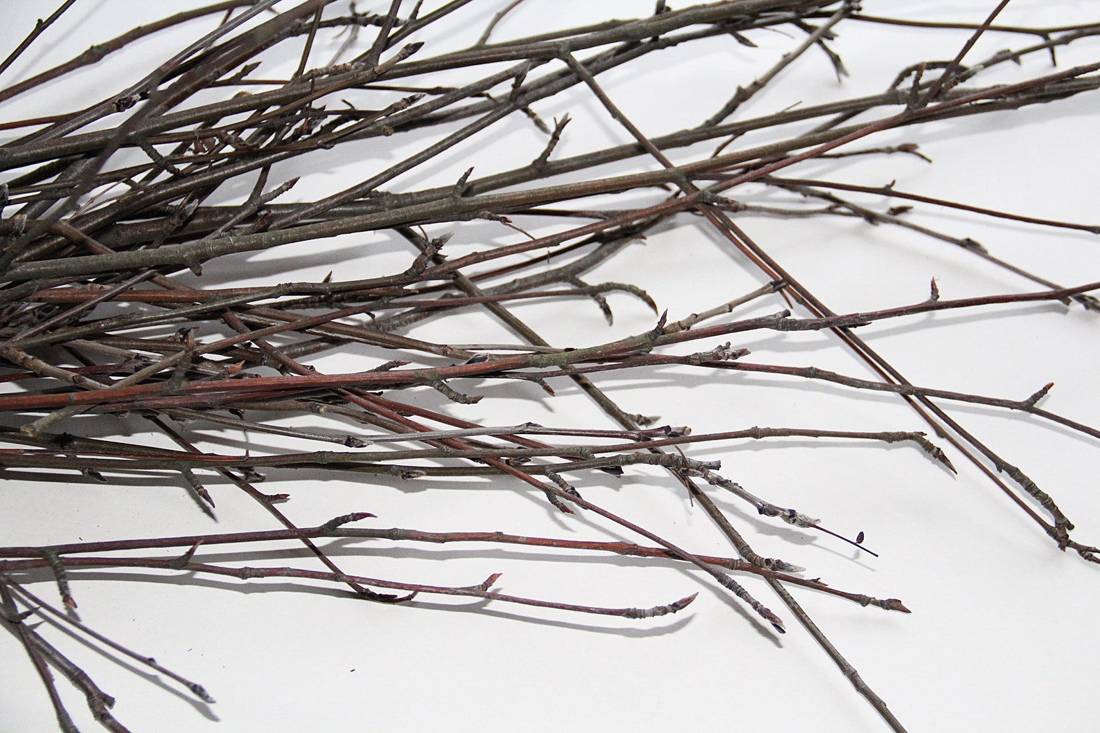 LONG rowan branches rowan tree art set of 10 dried rowan | Etsy