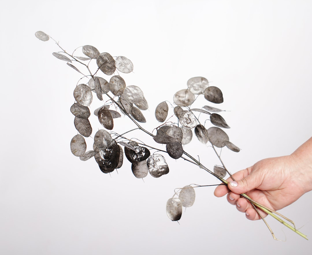 Black Branches Lunaria Dried Flowers for Resin Money Plant Lunaria ...