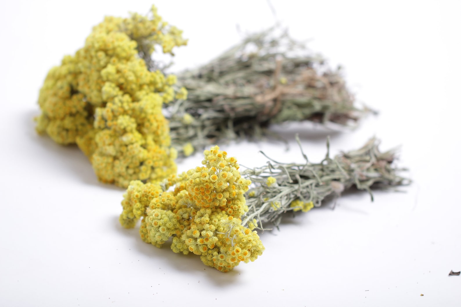 Dried flower immortelle dried yellow everlasting flowers | Etsy