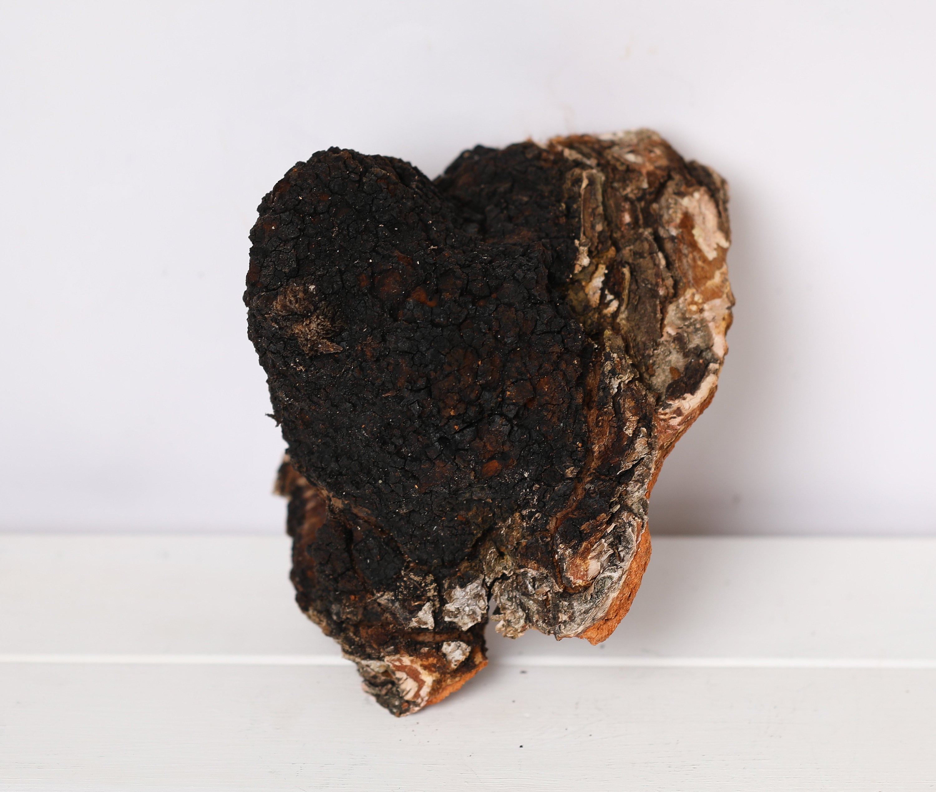 1 Wild Chaga Mushroom Fresh Chaga Harvest 2023 2 Pounds 5 - Etsy Canada
