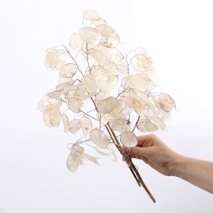 2 Branches Lunaria Dried Flowers Money Plant Lunaria Biennis Silver ...