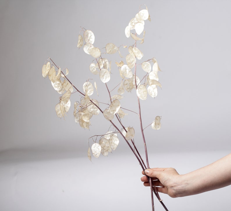 Branches Lunaria Dried Flowers for Resin Money Plant Lunaria Biennis ...