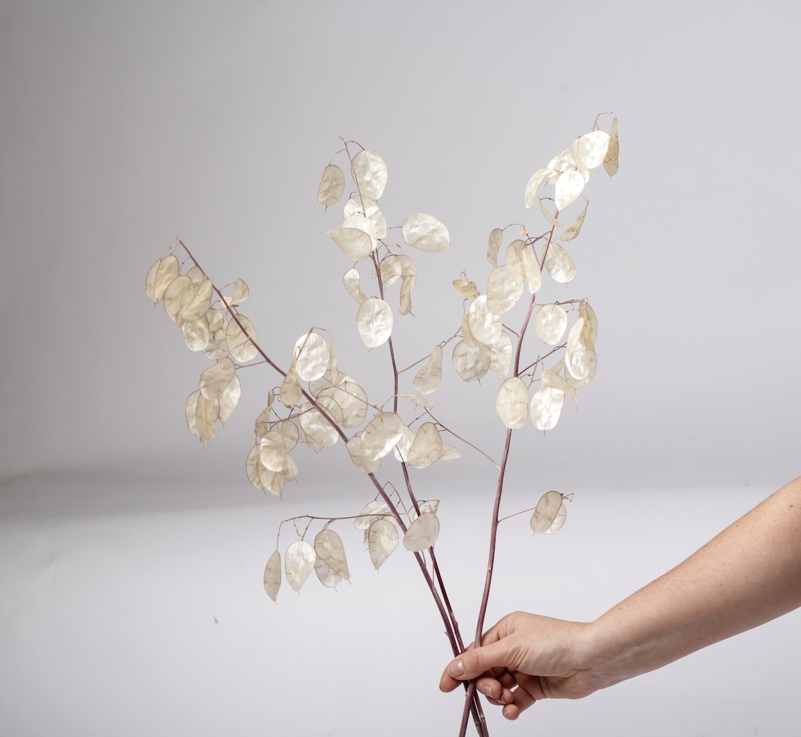Branches Lunaria Dried Flowers for Resin Money Plant Lunaria Biennis ...