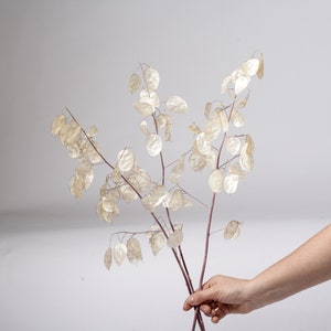 Branches Lunaria Dried Flowers for Resin Money Plant Lunaria Biennis ...
