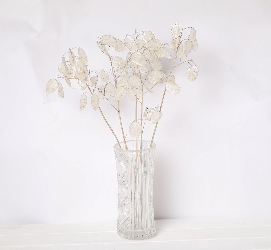 5 Branches Lunaria Dried Flowers for Resin Money Plant Lunaria Biennis ...