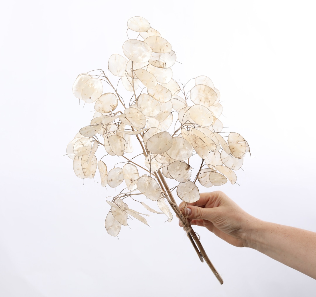 2 Branches Lunaria Dried Flowers Money Plant Lunaria Biennis Silver ...