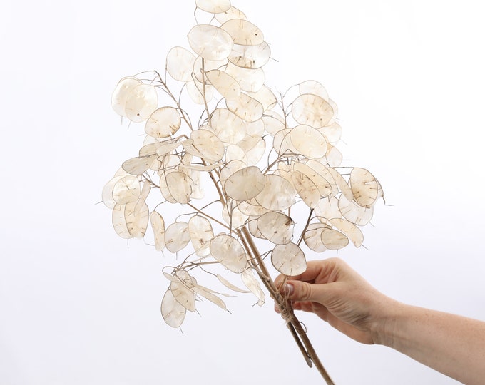 2 Branches Lunaria Dried Flowers Money Plant Lunaria Biennis - Etsy