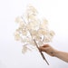 2 Branches Lunaria Dried Flowers Money Plant Lunaria Biennis Silver ...