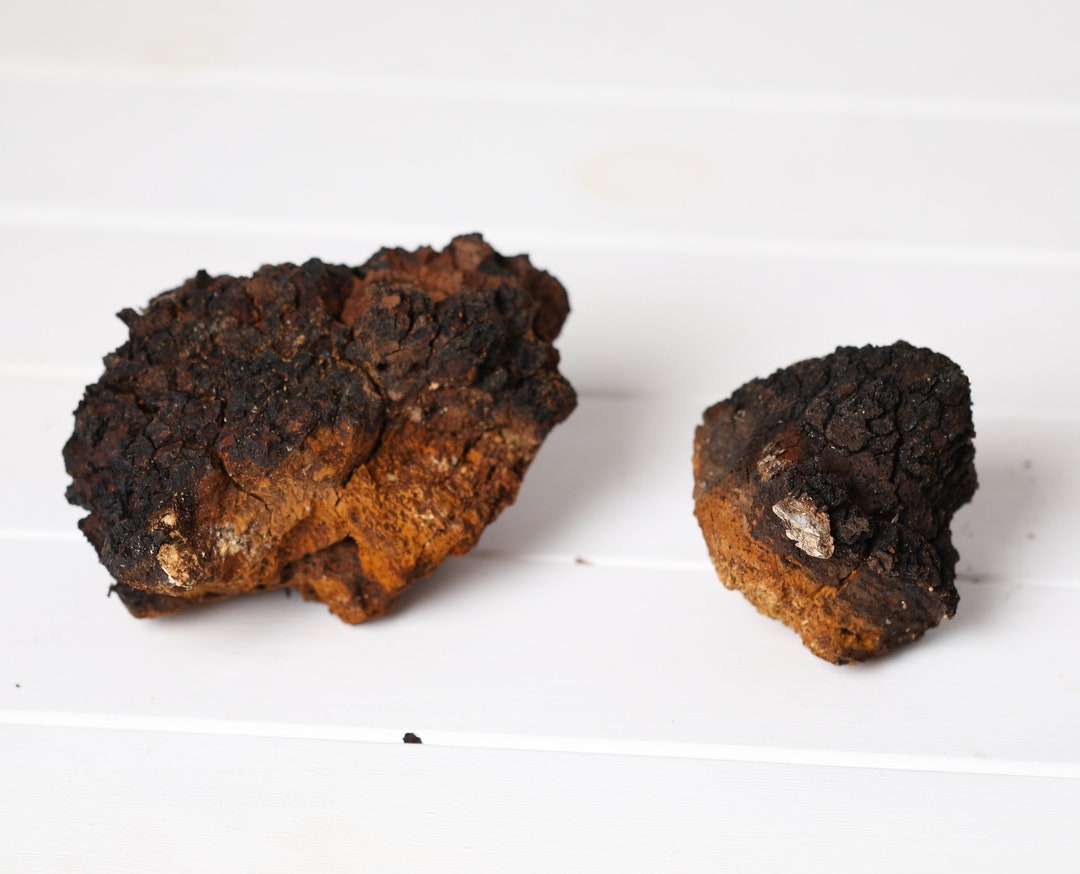 Set of 2 Wild Chaga Mushrooms, Fresh Chaga, Harvest 2023, (1 Pounds, 8 ...