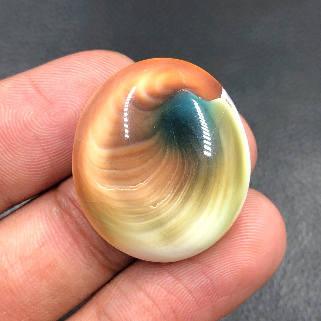 Operculum Shell Cabochon...paua Shell Cabochon...oval Cabochon ...