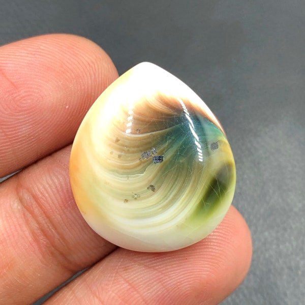 Operculum Shell - Etsy