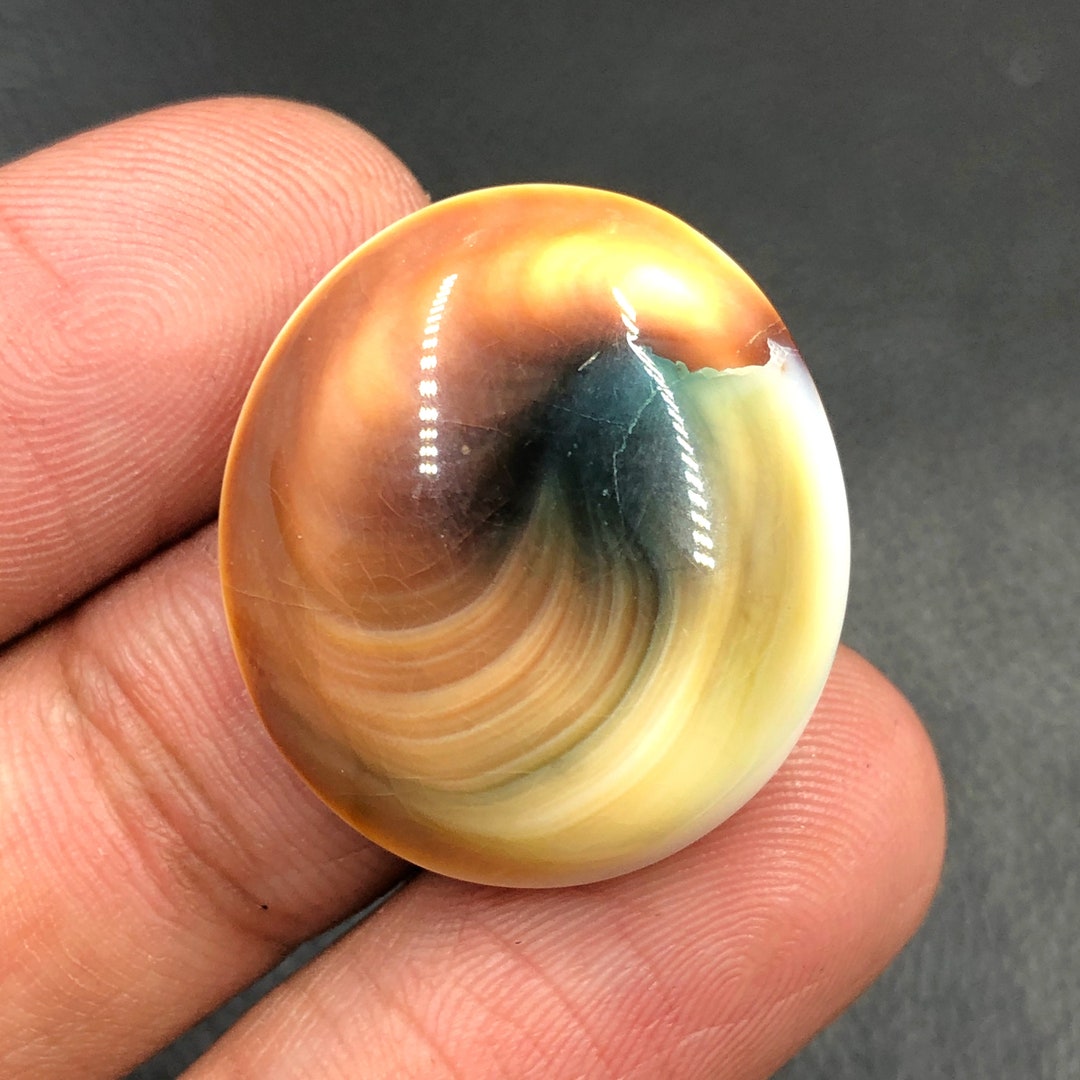 Operculum Shell Cabochon...paua Shell Cabochon...oval Cabochon ...