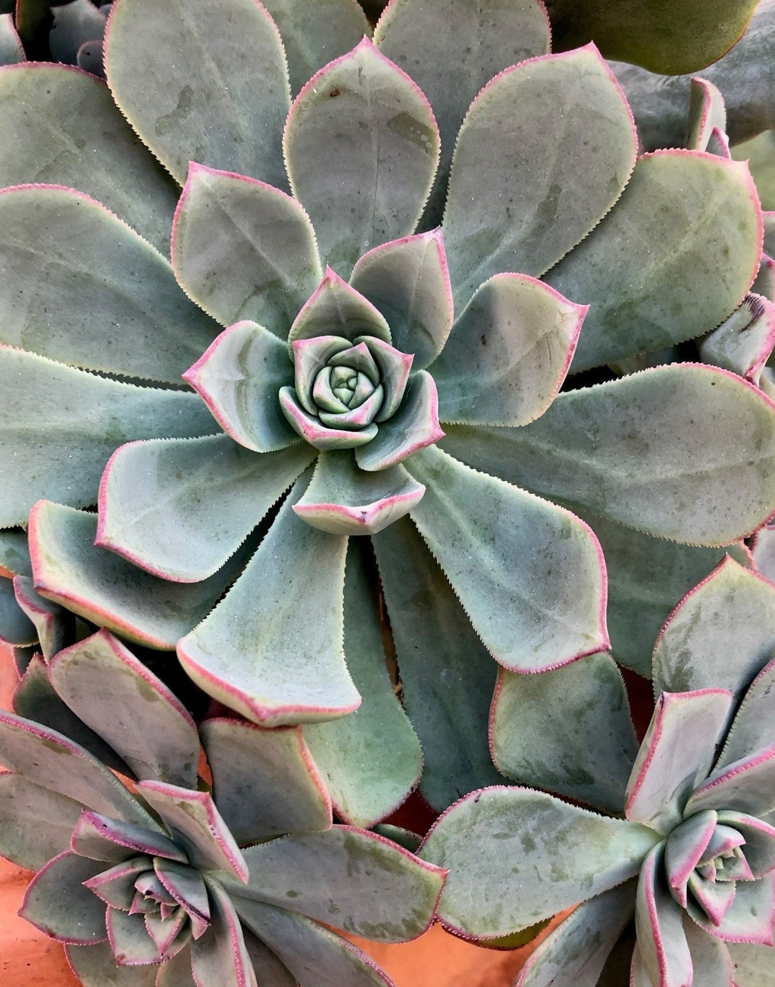 Aeonium Haworthii (pinwheel Succulent) - Cuttings (3") - Etsy