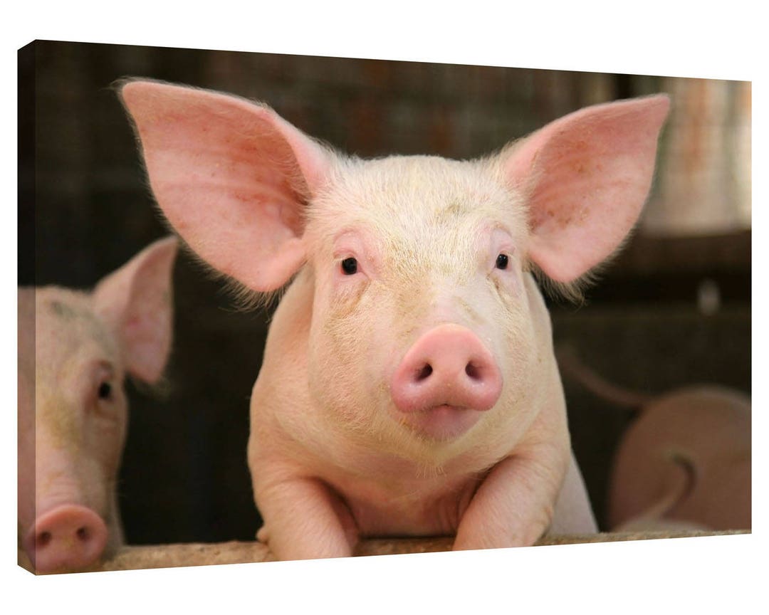 Lindo lechón Animal Farm Yard Canvas Wall Art Print también en blanco y ...