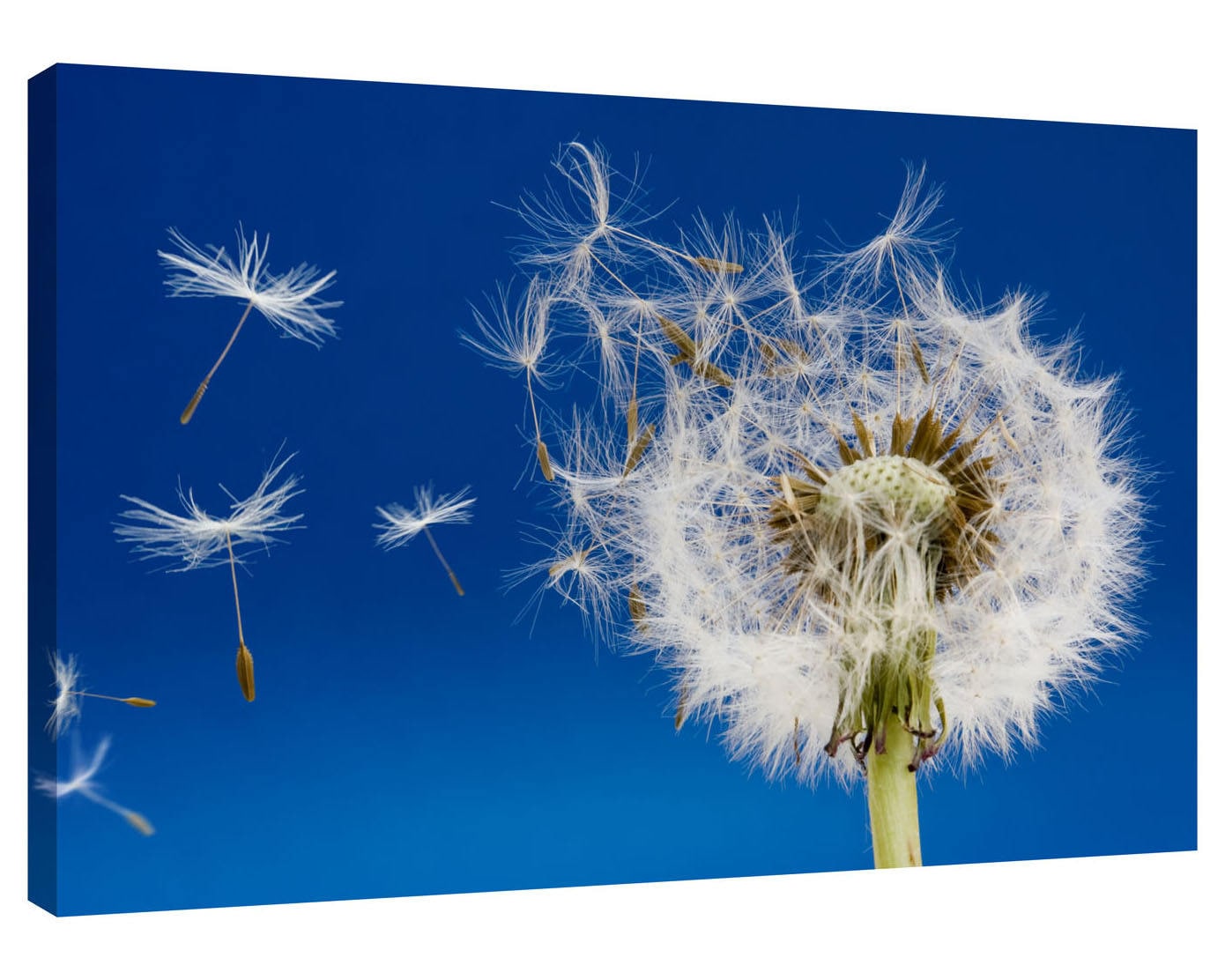 Dandelion Seeds Canvas Wall Art Print Also in Colour or Sepia - Etsy UK