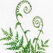 Fiddle-head Fern Botanical Watercolor Print - Etsy