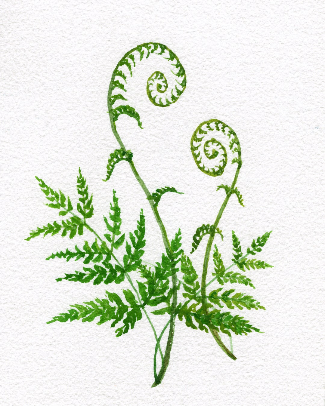 Fiddle-head Fern Botanical Watercolor Print - Etsy