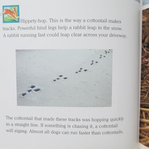 Cottontails Little Rabbits of Field and Forest by Ron Fisher National ...