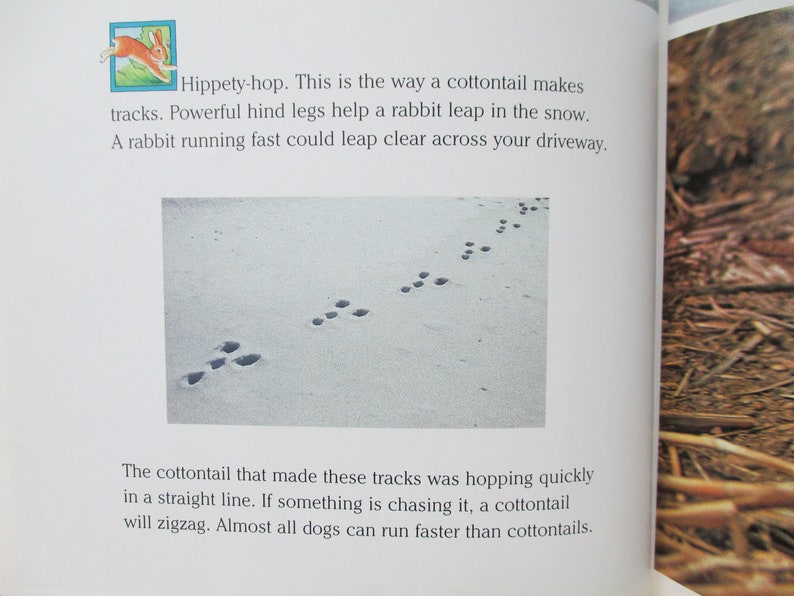 Cottontails Little Rabbits of Field and Forest by Ron Fisher National ...