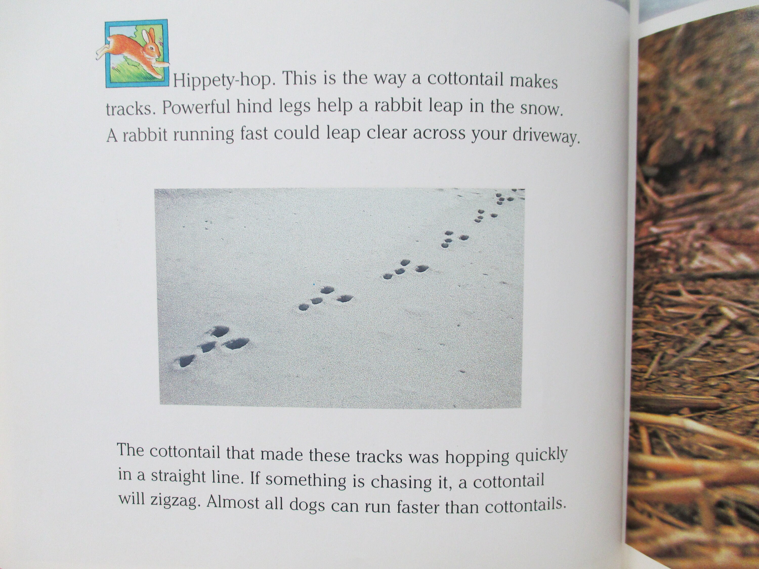 Cottontails Little Rabbits of Field and Forest by Ron Fisher National ...