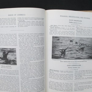 Vintage Collection of Books About Birds, Birds of America, the Book of ...