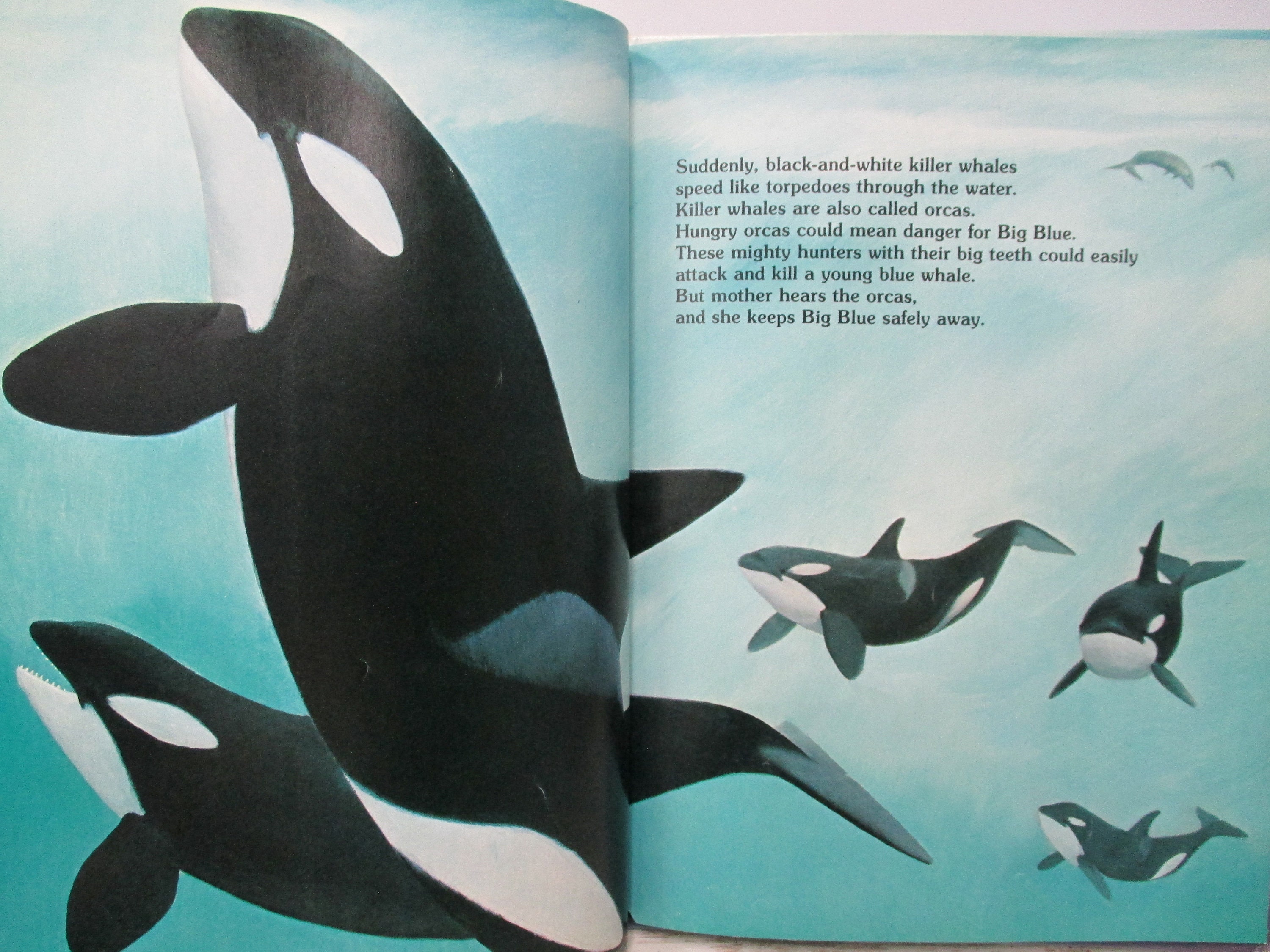 The Blue Whale by Donna Grosvenor National Geographic Society Books for ...