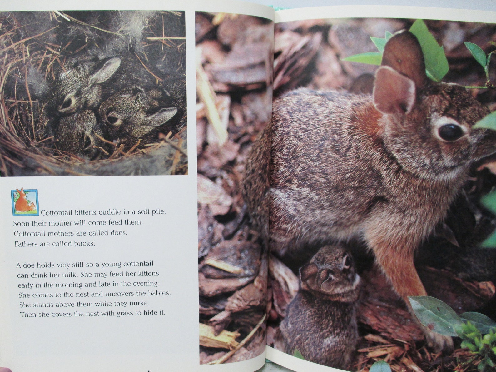 Cottontails Little Rabbits of Field and Forest by Ron Fisher National ...