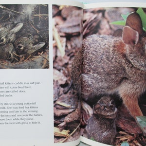 Cottontails Little Rabbits of Field and Forest by Ron Fisher National ...