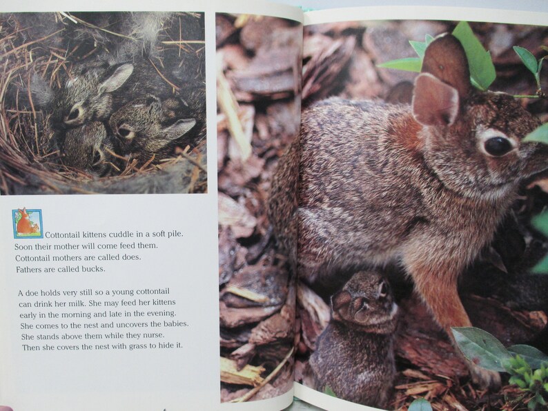 Cottontails Little Rabbits of Field and Forest by Ron Fisher National ...