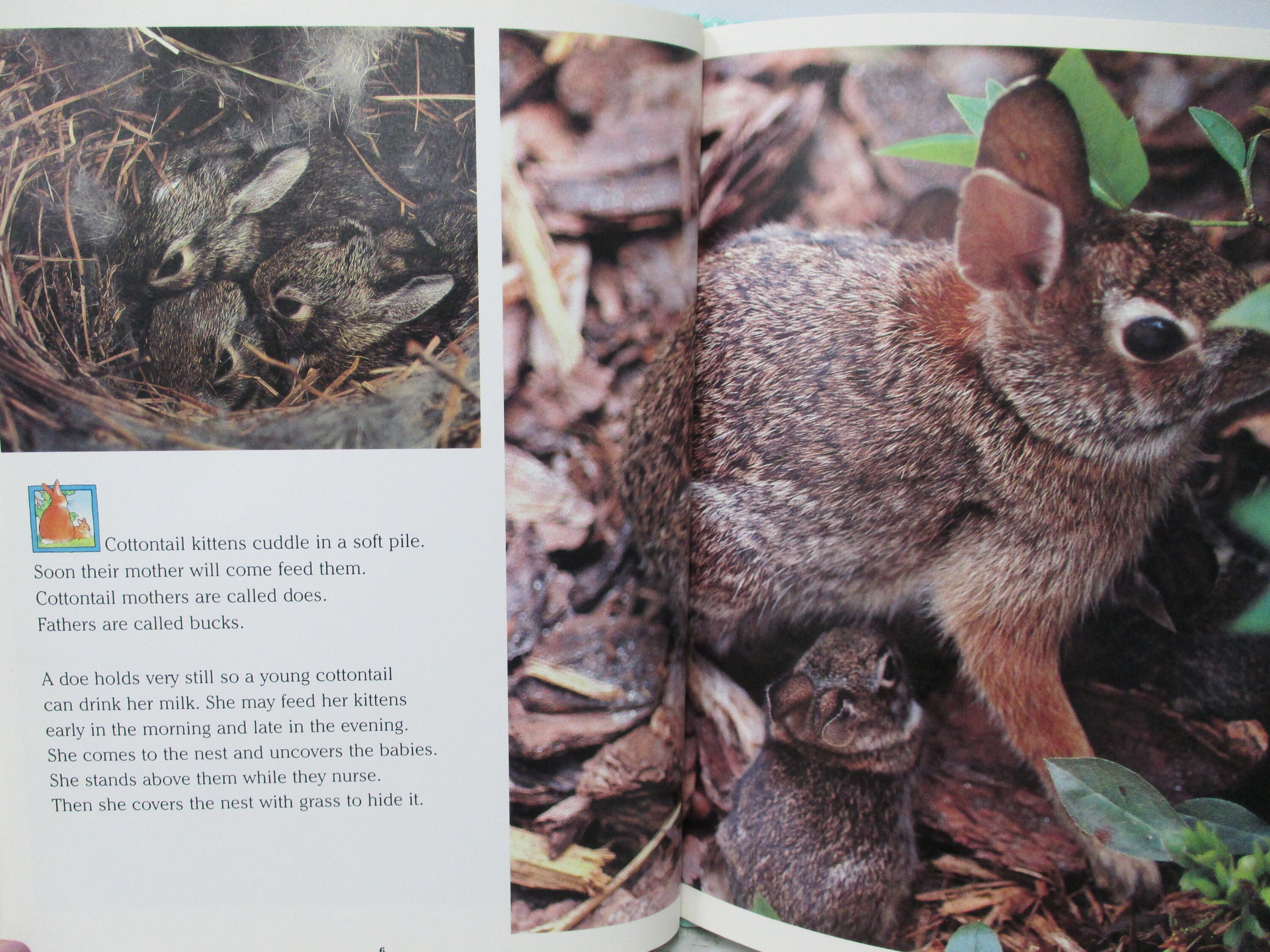 Cottontails Little Rabbits of Field and Forest by Ron Fisher National ...