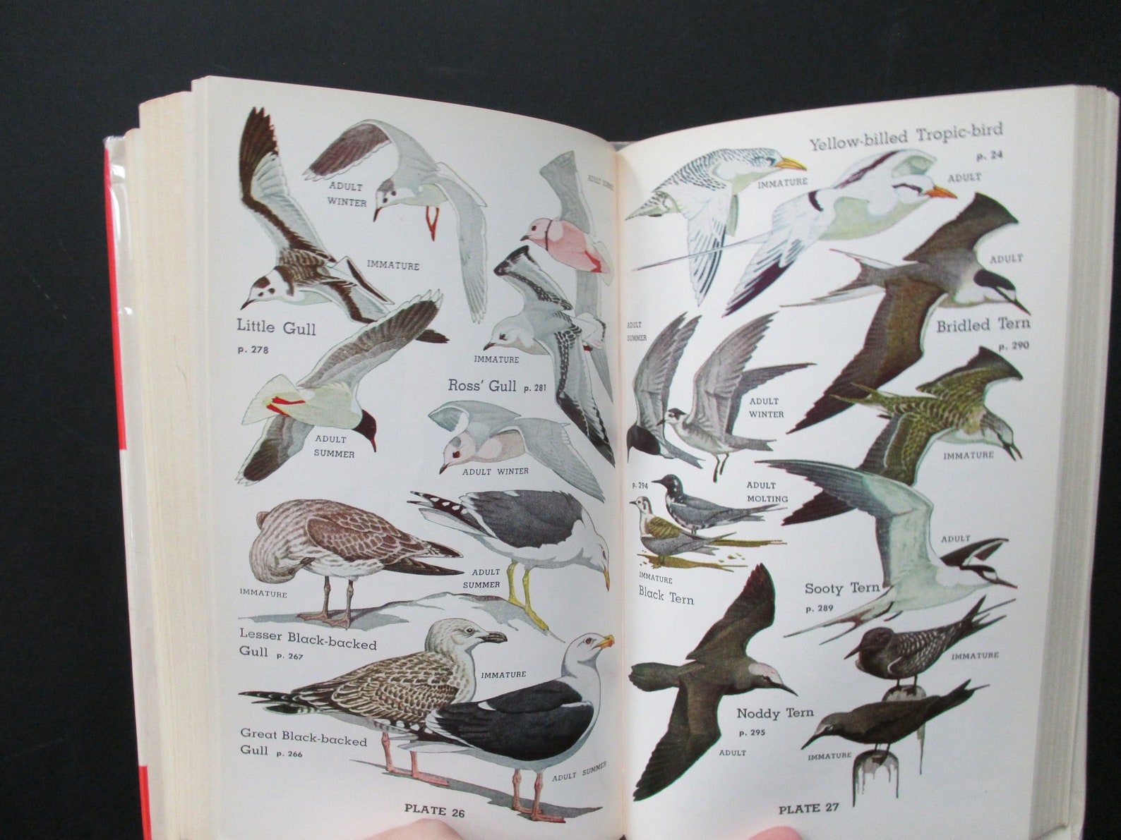 Vintage Collection of Books About Birds, Birds of America, the Book of ...