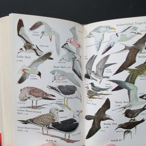 Vintage Collection of Books About Birds, Birds of America, the Book of ...