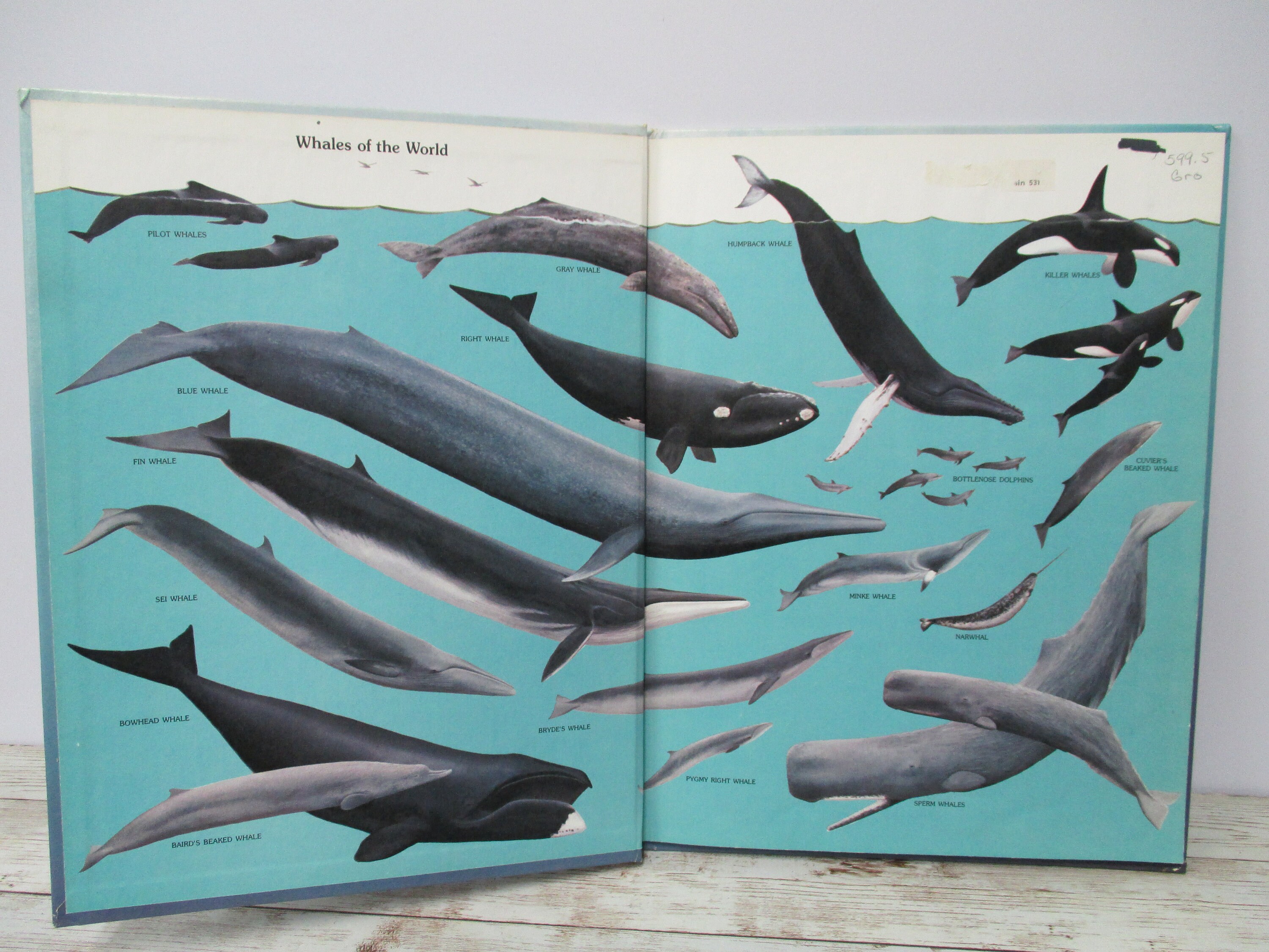 The Blue Whale by Donna Grosvenor National Geographic Society Books for ...