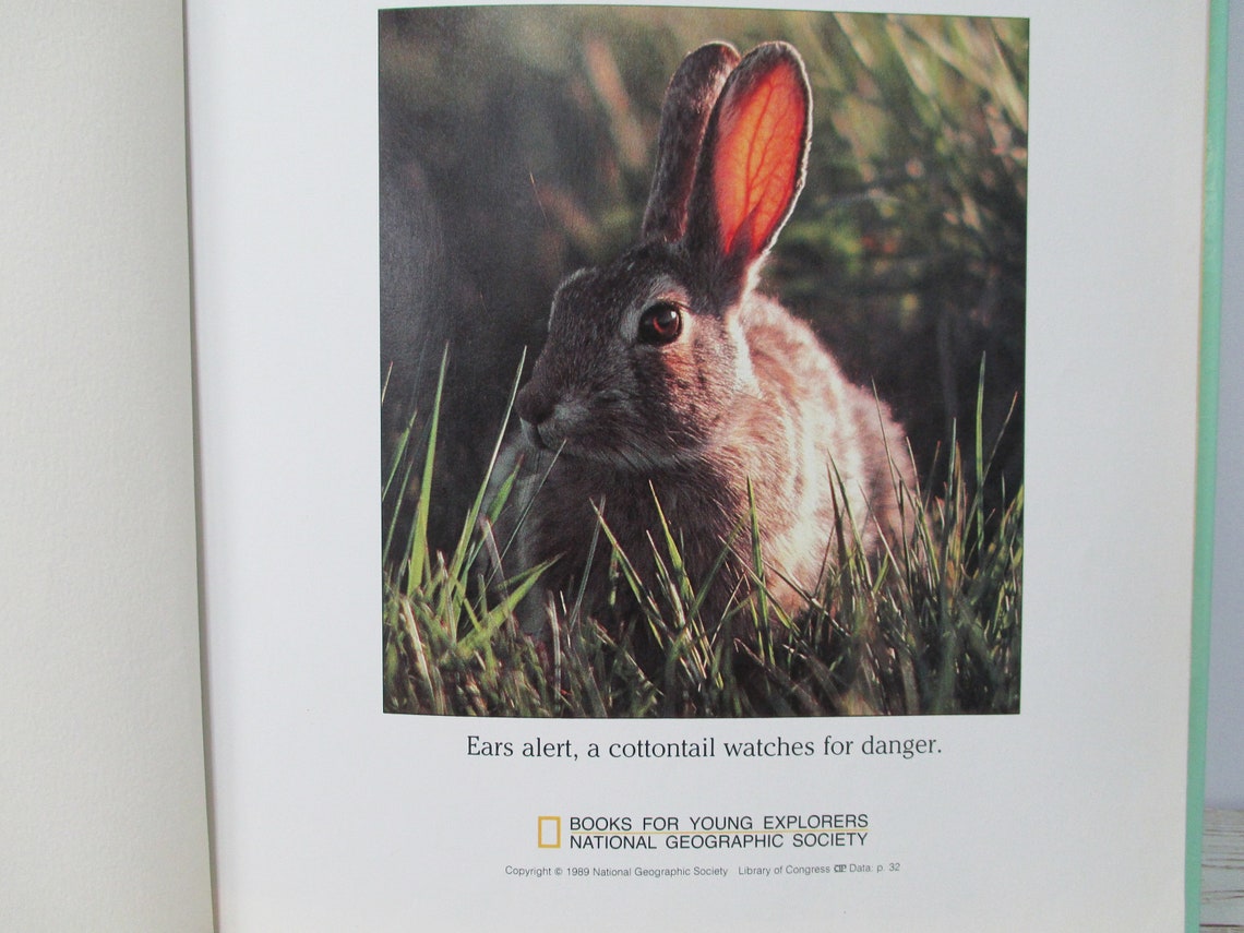 Cottontails Little Rabbits of Field and Forest by Ron Fisher National ...